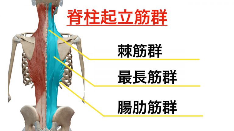 【背中の自宅筋トレメニュー保存版】おすすめの背筋トレーニング7選 | Fit Axis｜筋トレ初心者をプロトレーナーがナビゲートするブログマガジン